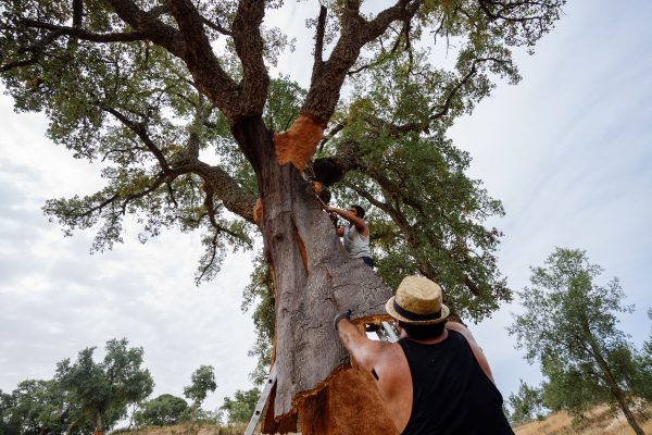 O que fazer em Coruche (guia prático) - Rostos da Aldeia
